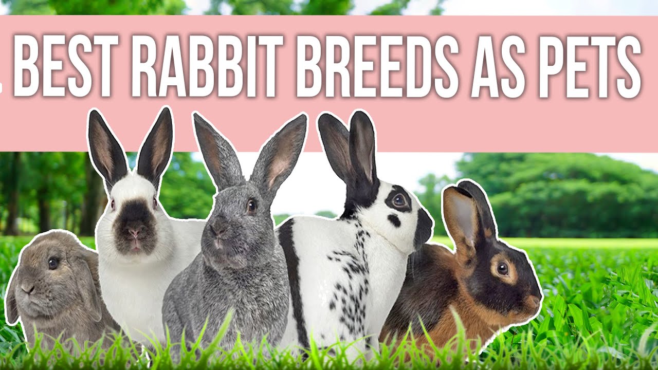 Best Rabbit Breeds As Pets Housepetscare