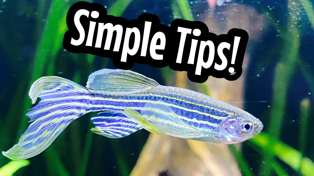 Zebra Danio Beginner Care Housepetscare