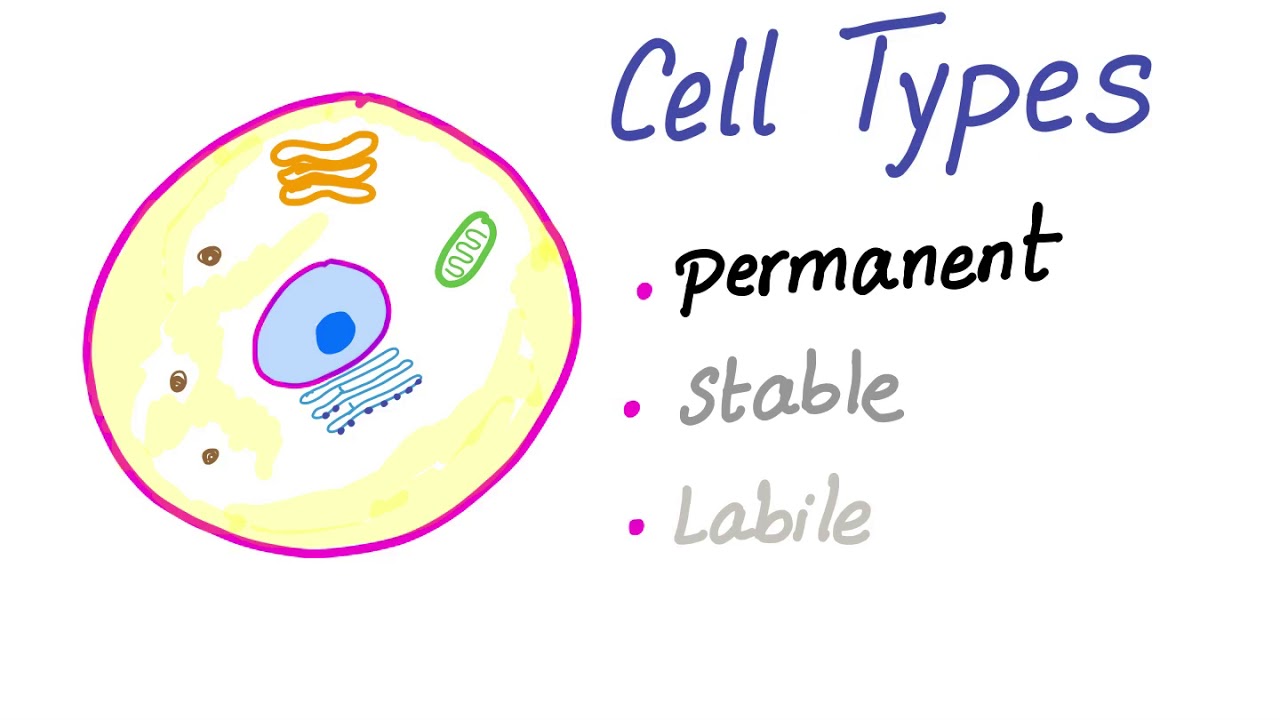 Cell Types Permanent Stable Labile Cell Division Biology And