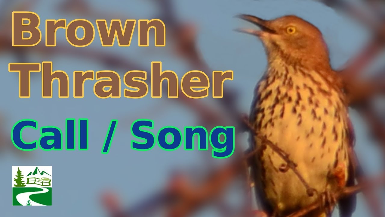 Brown Thrasher Bird Call Song Sounds Youtube