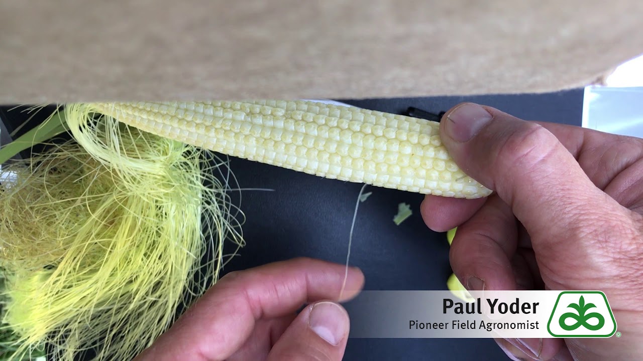 Determining Kernel Pollination In Your Corn Youtube