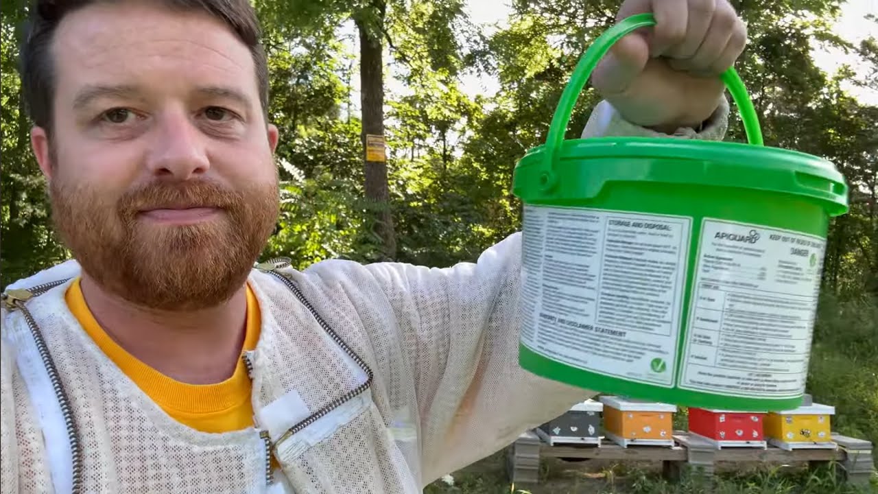 Applying Apiguard And Treating For Mites Youtube