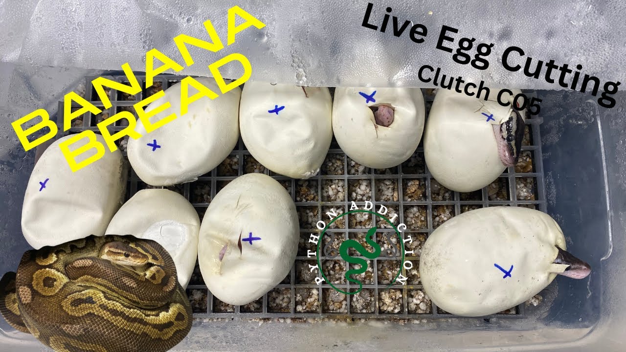 Python Addiction Live Egg Cutting Ball Python Clutch C05 Youtube
