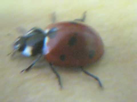 Ladybug Closeup Video Youtube