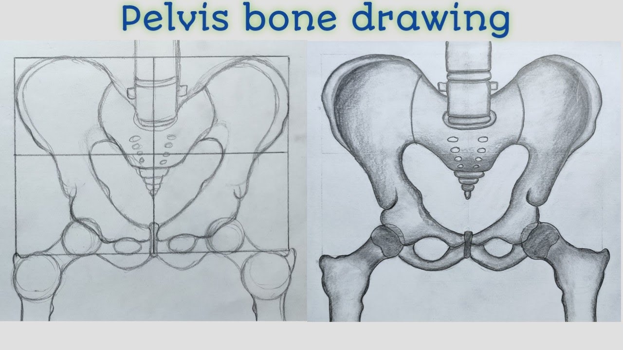 Pelvis Bone Anatomy Drawing How To Draw Pelvis Bone Diagram Anatomy