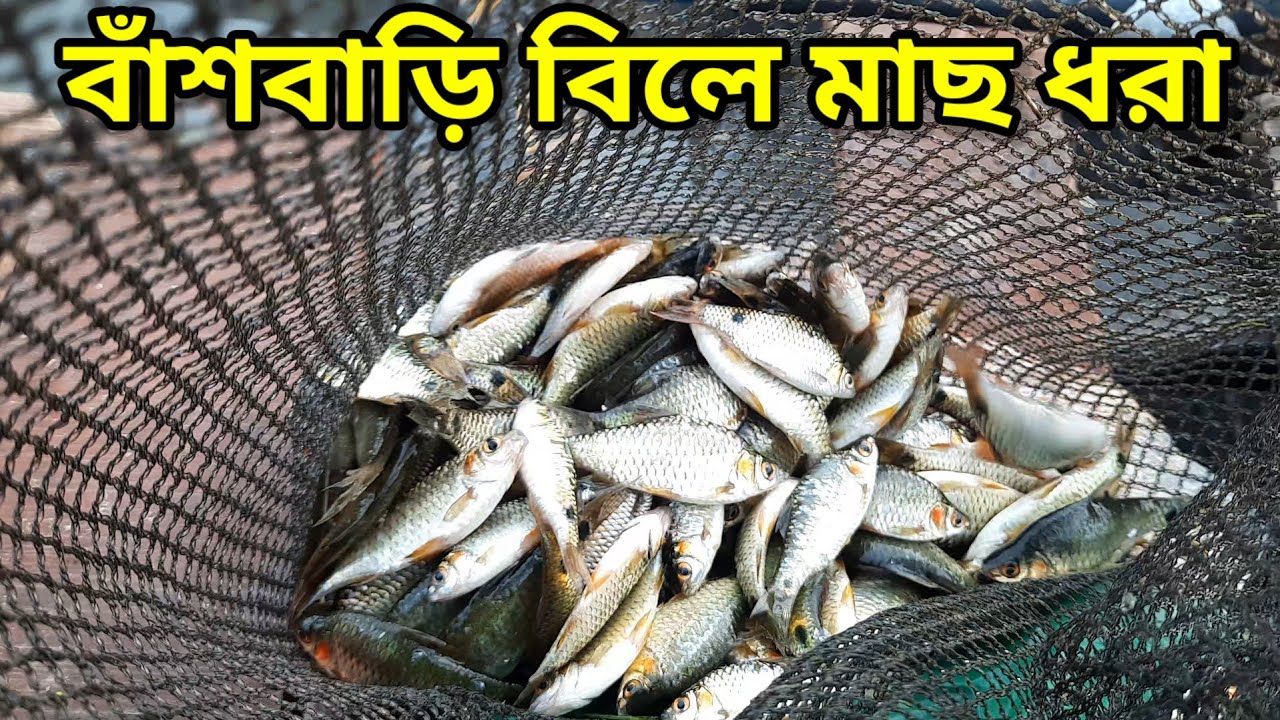 Puti Mach Dhora Best Puti Fishing Video Puti Fish Catching By Hook Puti