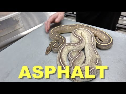 Featured Morph Asphalt Ball Python Gene Youtube