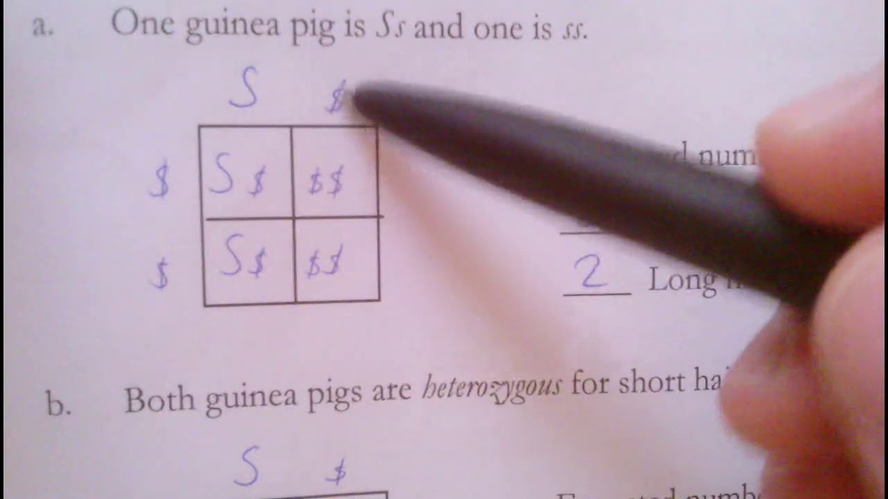Monohybrid Cross Worksheet Answers E Streetlight