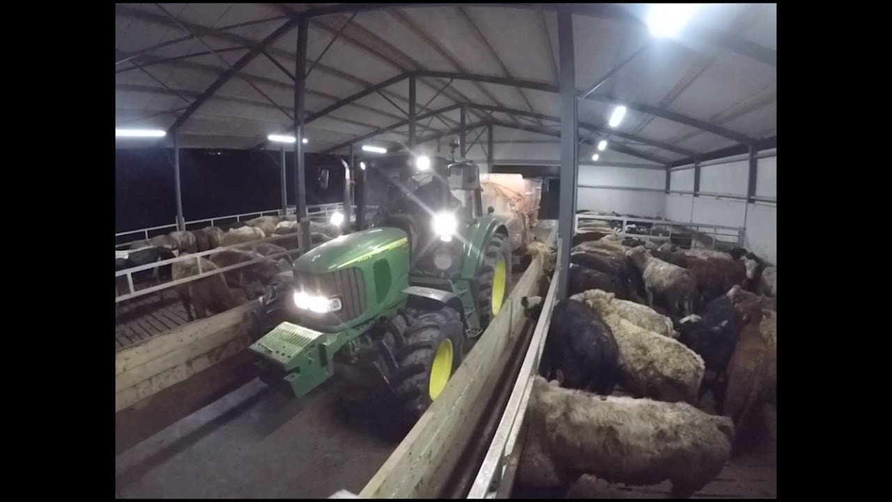 Cattle Feeding Youtube