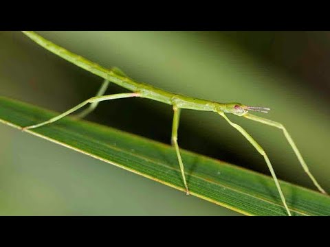 Stickbug Meme Youtube