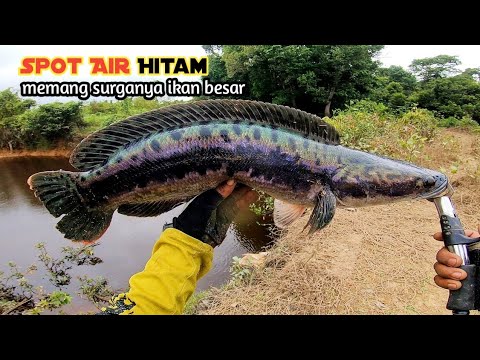 Trip Casting Toman Besar Sungai Air Hitam Youtube