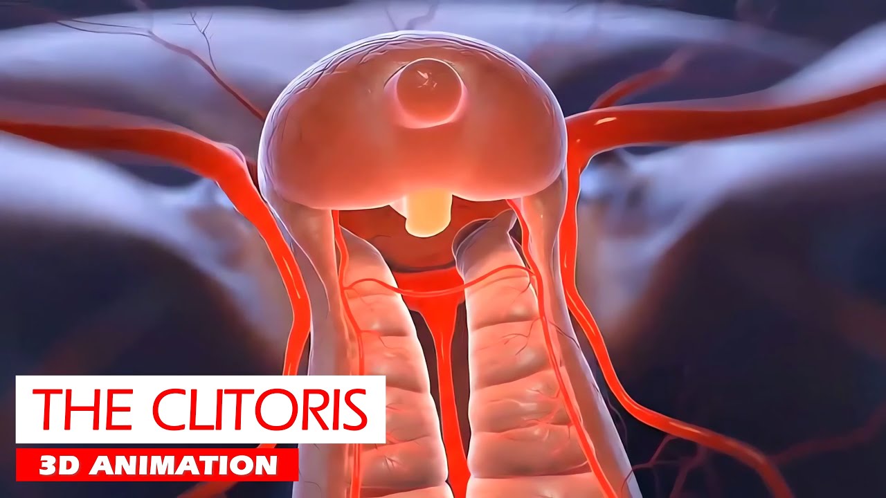 The Clitoris Anatomy Explained 3d Animation Youtube