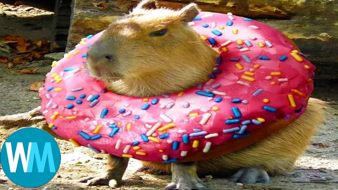 Top 5 Capybara Youtube