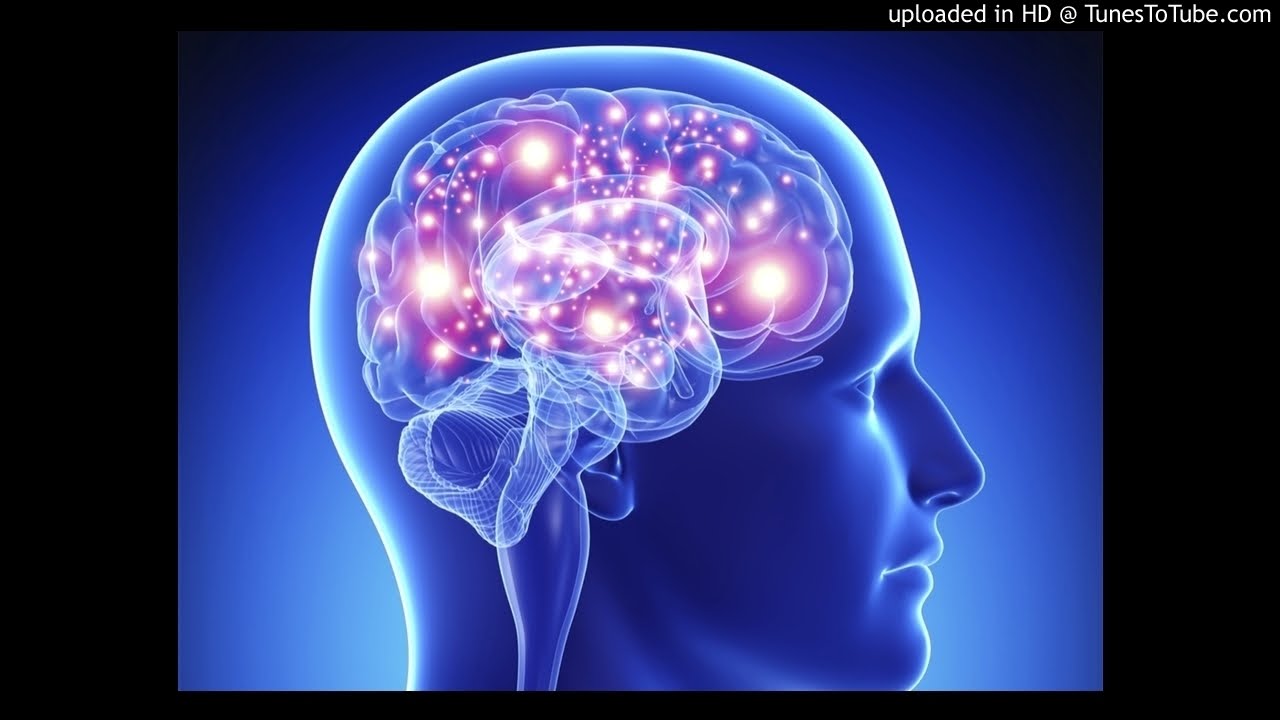 Human Brain Audiobook Youtube