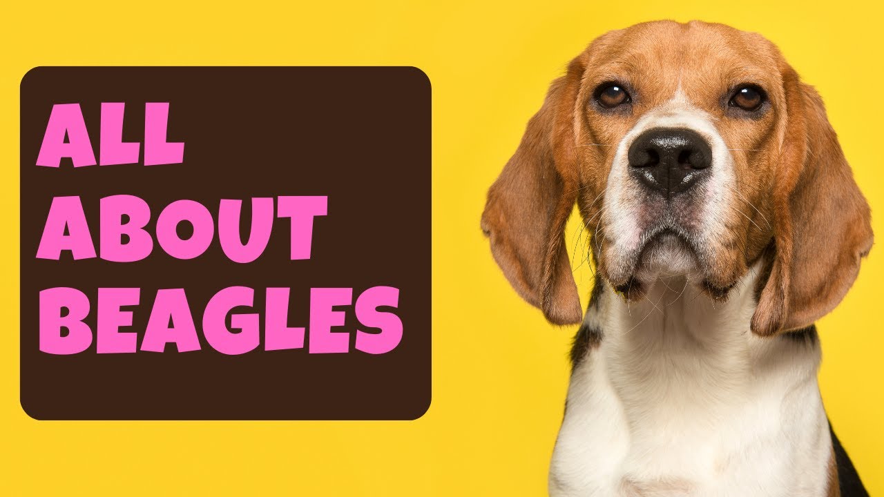 All About Beagles Youtube