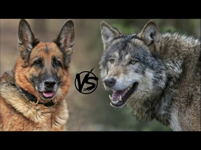 German Shepherd Vs Wolf Real Fight Woman Invents Her Own Wolf Dog
