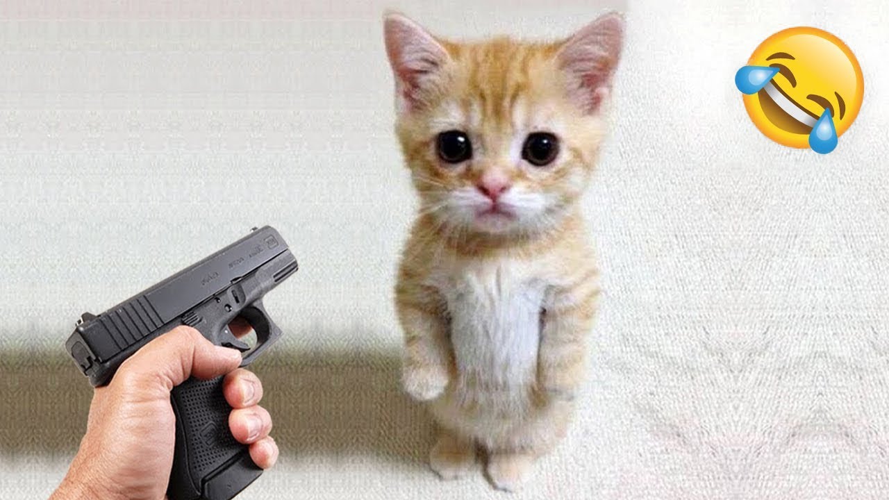 Funniest Cats And Dogs рџђ рџђ Funny Animal Videos 13 Youtube