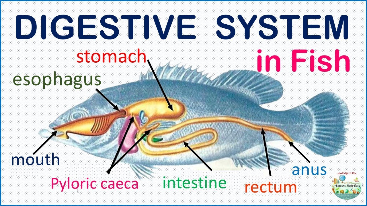 Digestive System In Fish How It Works Youtube