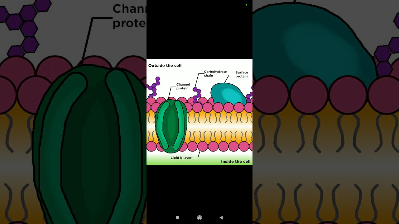 Cell Membrane Structure Youtube