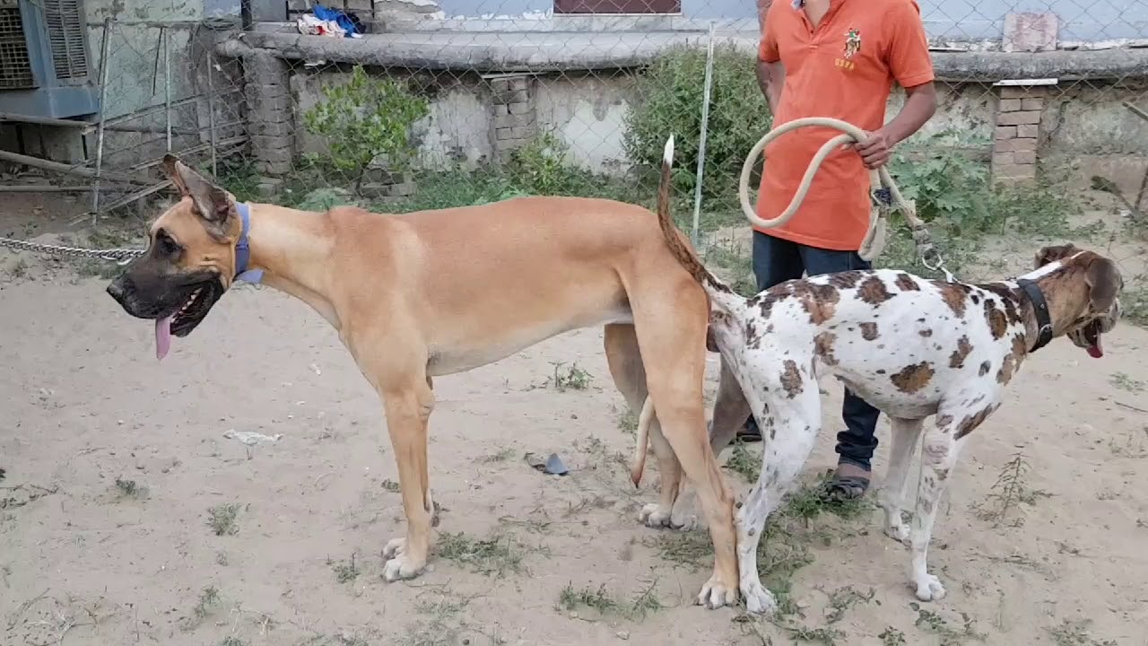 Big Size Great Dane Matting Love Youtube