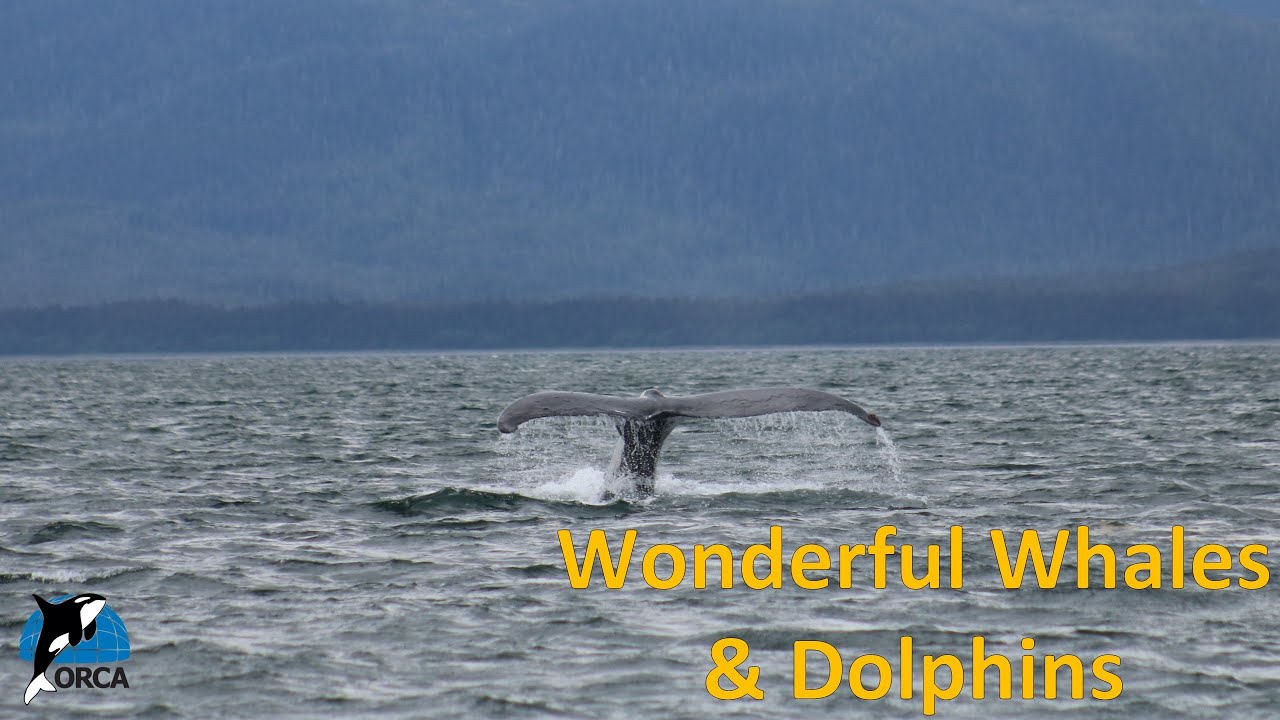 Orca Lesson 6 Incredible Journeys Part 3 Youtube
