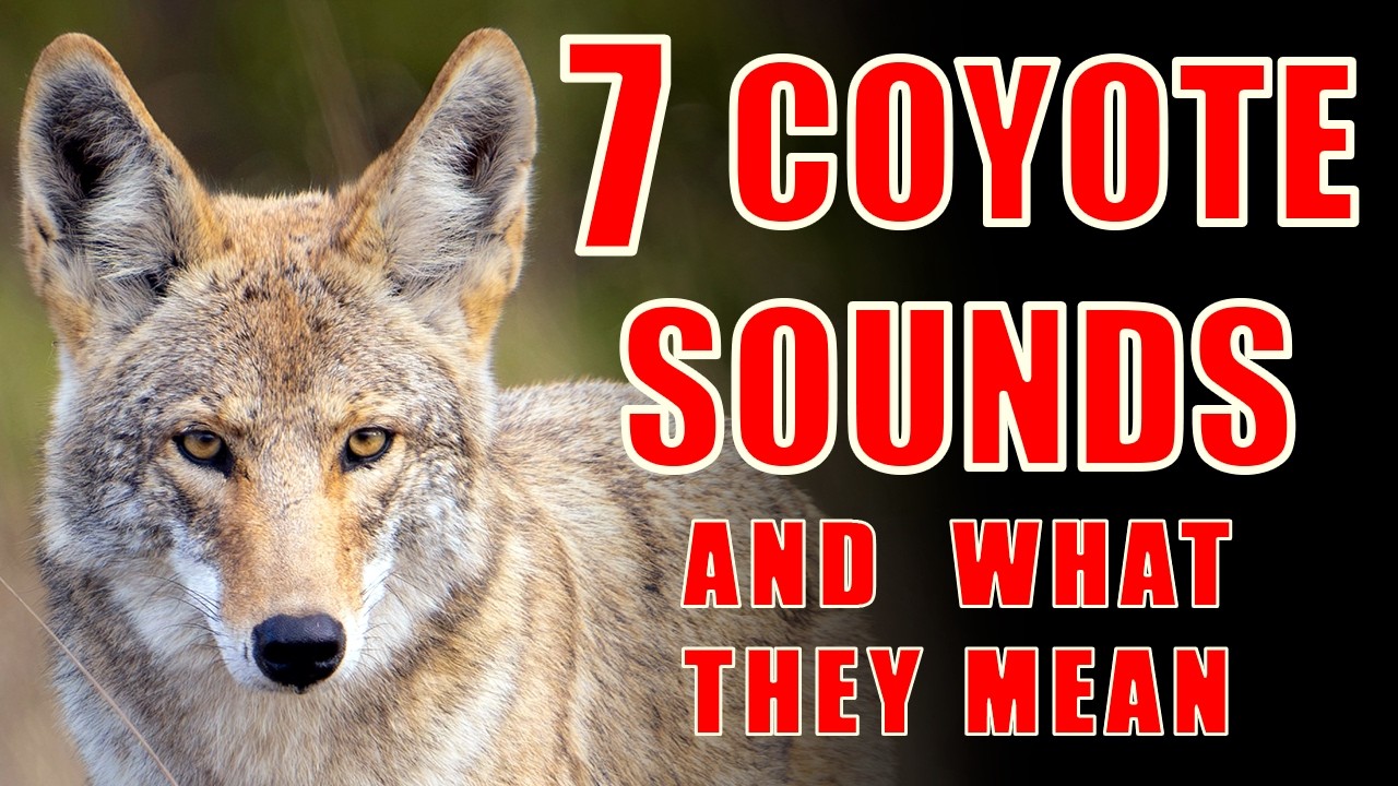 7 Coyote Sounds Explained Coyote Calls And What They Mean Youtube