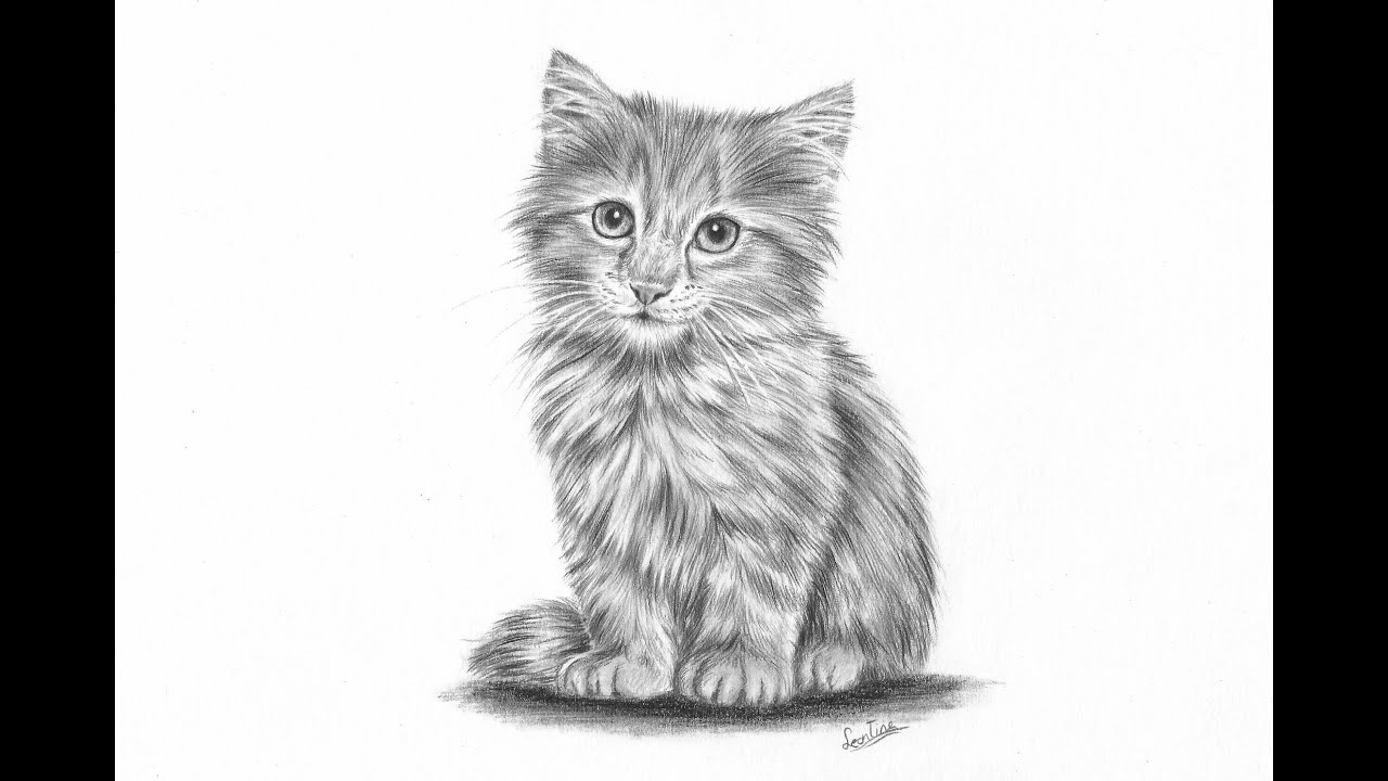 How To Draw A Realistic Kitten Part 2 Fur And Details Leontine Van