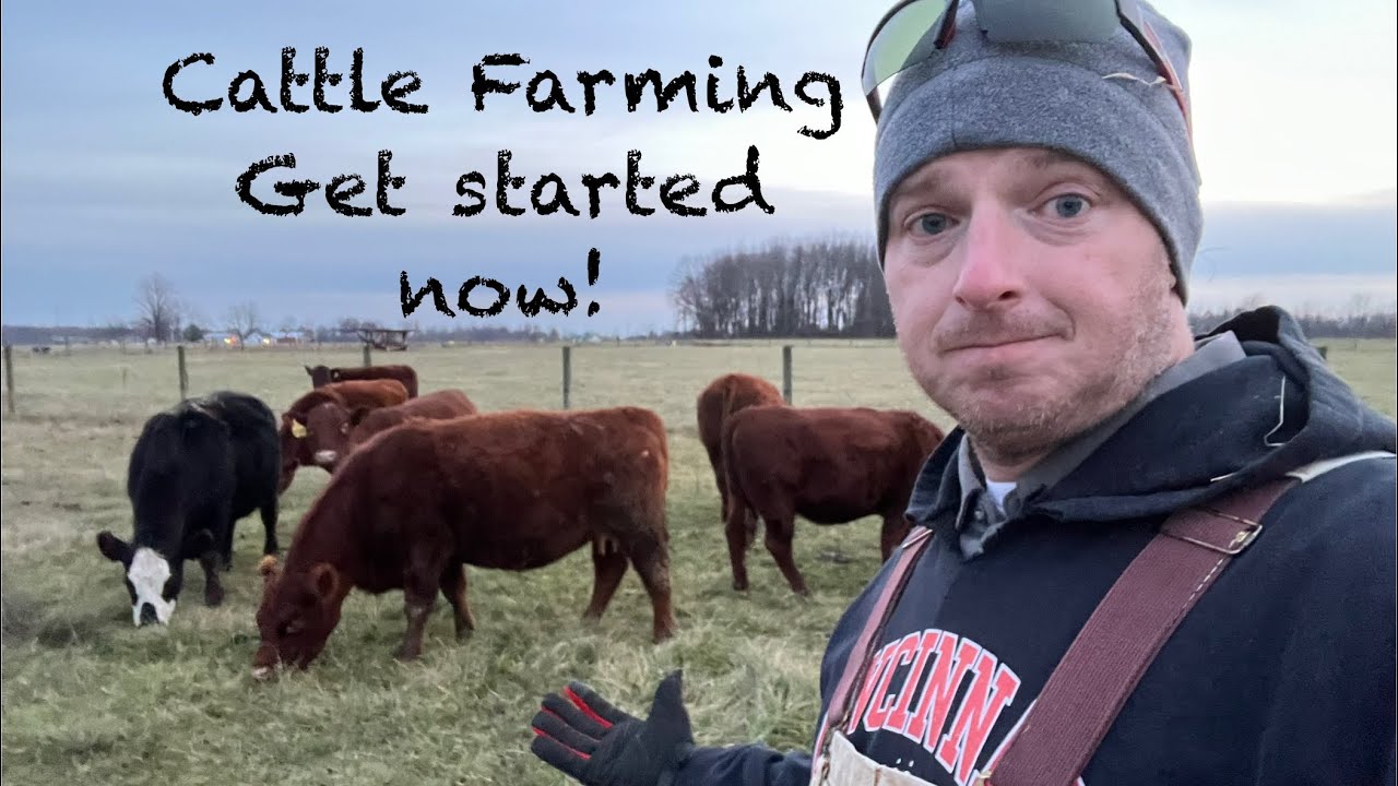 Start Raising Cattle The Basic Info Needed To Get Your First Cow