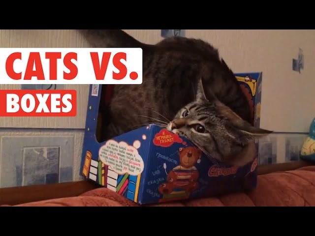 Cats In Boxes Cats Vs Boxes Compil English Esl Video Lessons