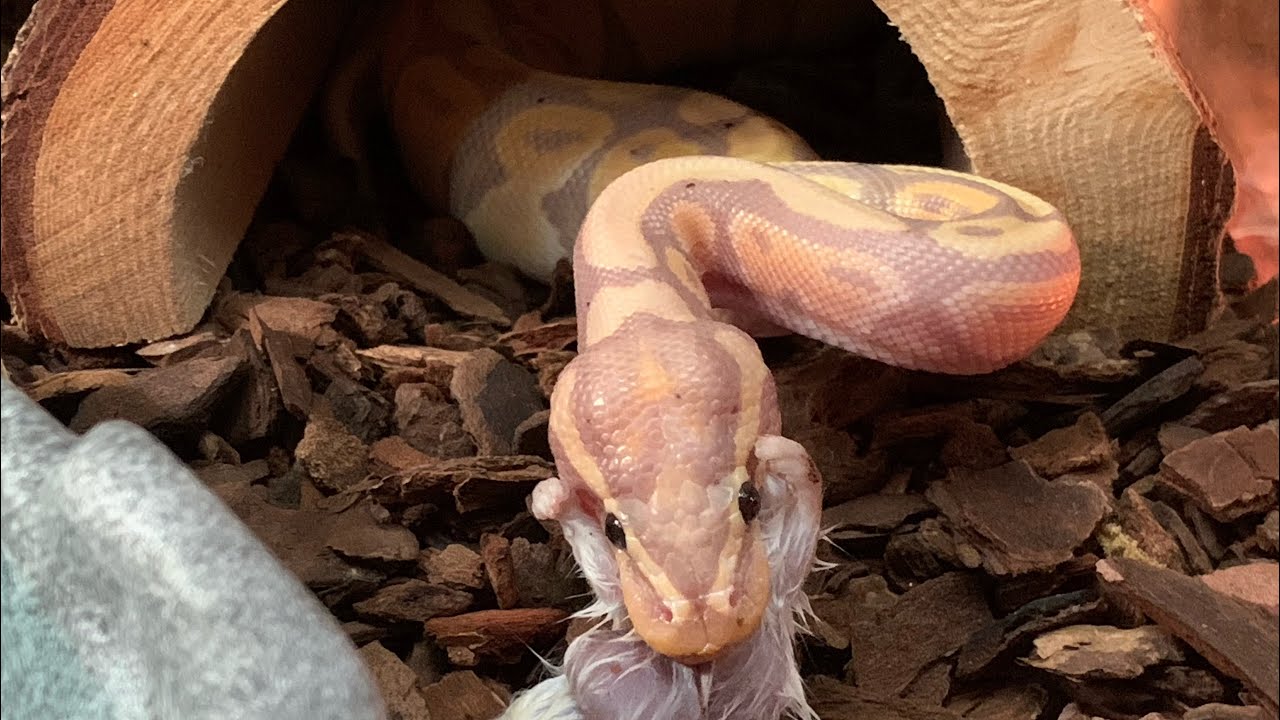 Banana Ball Python Feeding Youtube