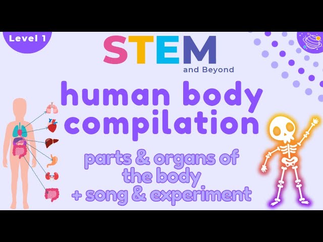 Human Body Compilation Science For Kids Stem Home Learning Videos