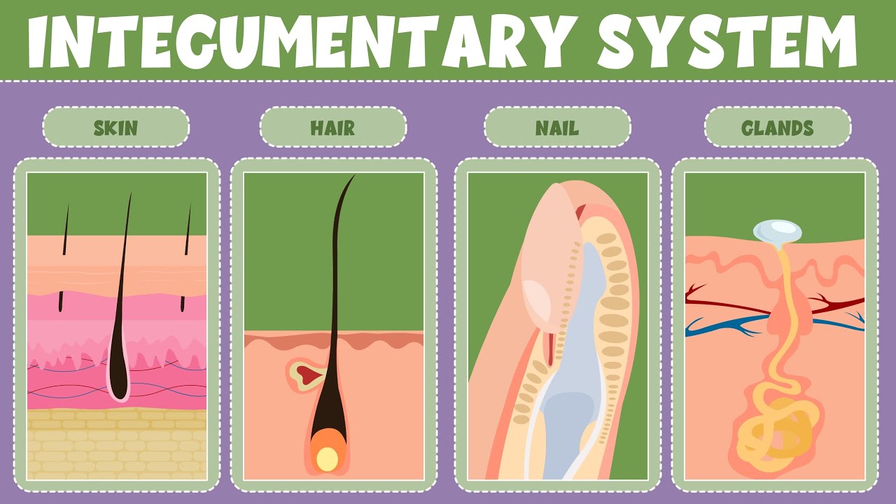 Integumentary System Body For Kids