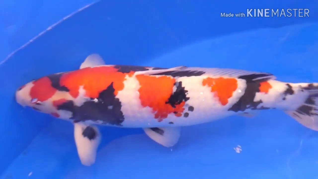 Para Juara Dunia Kontes Ikan Koi Youtube