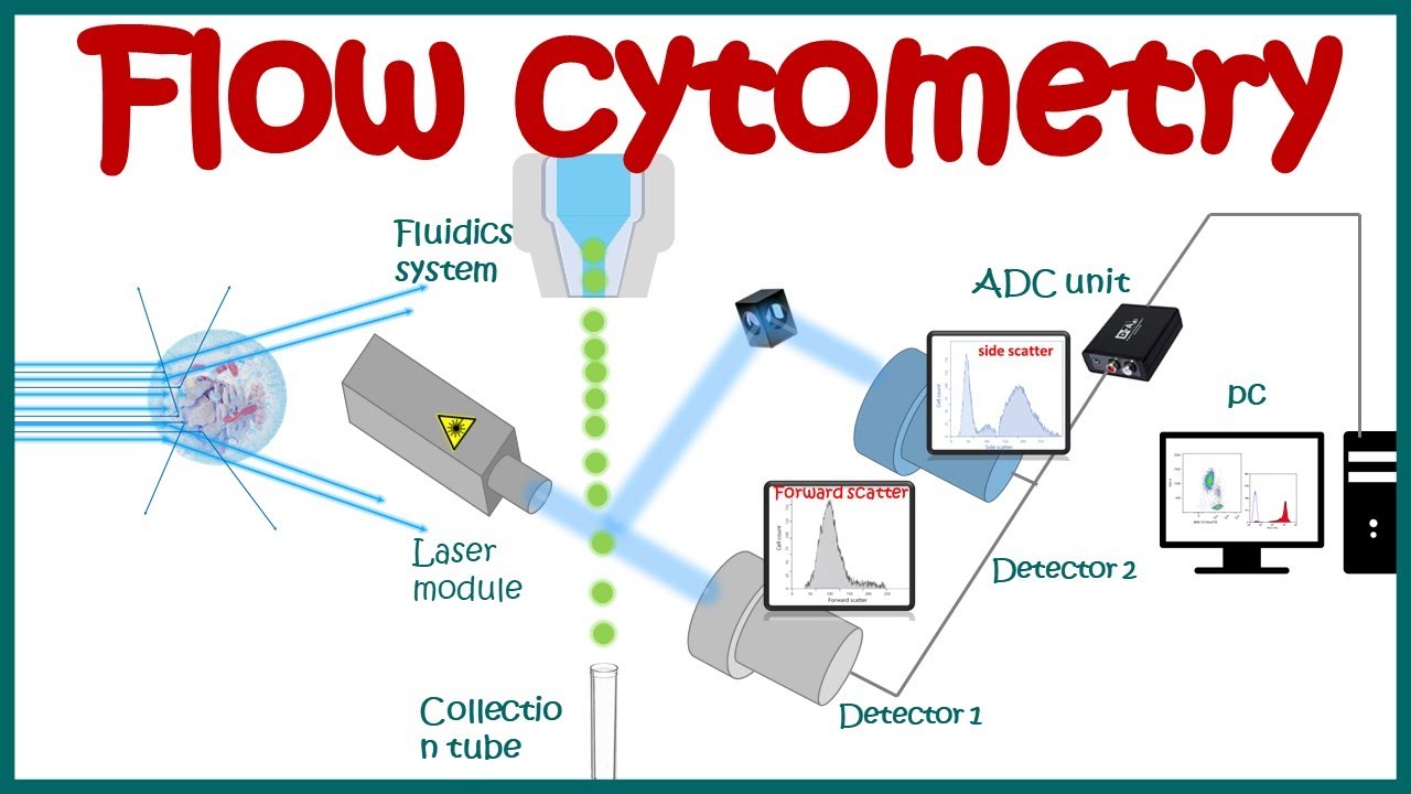 Define Flow Cytometry Scanmine