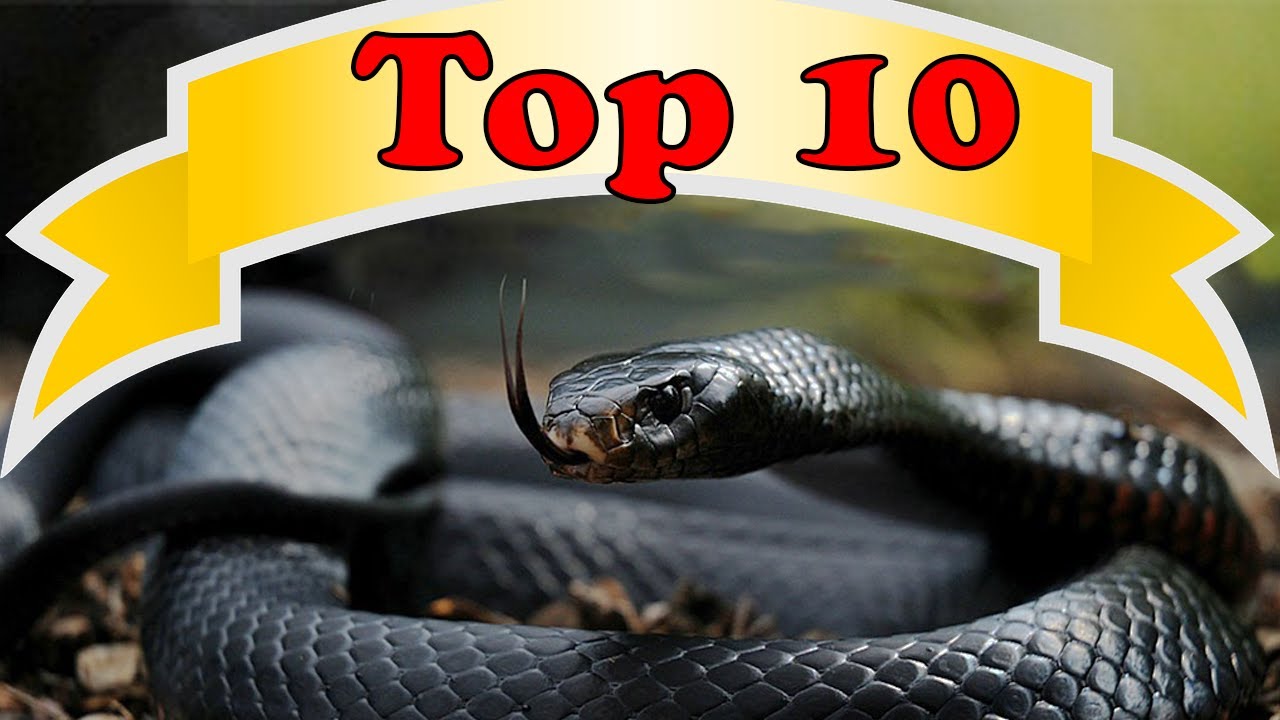Deadliest Snake In The World 2024