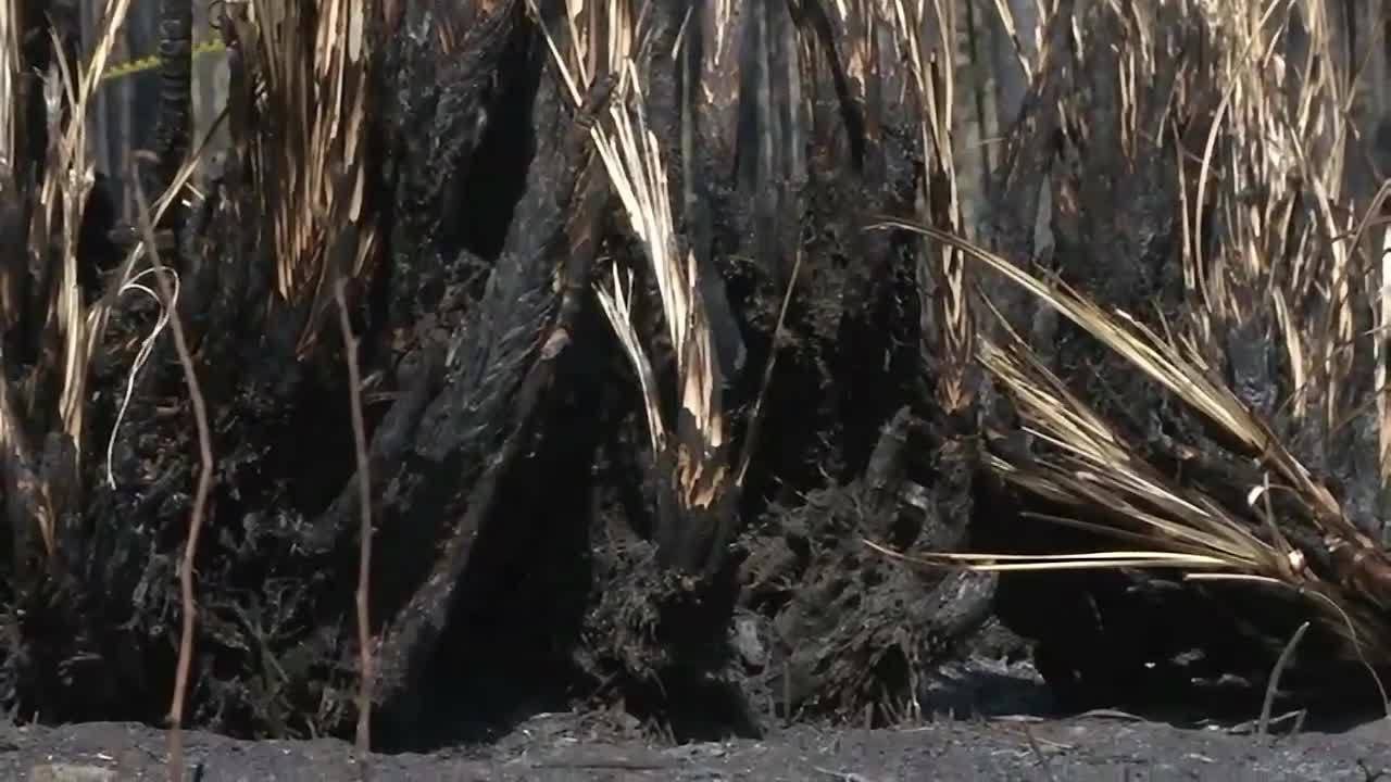 Close Up Look At Okefenokee Fire Devastation Youtube