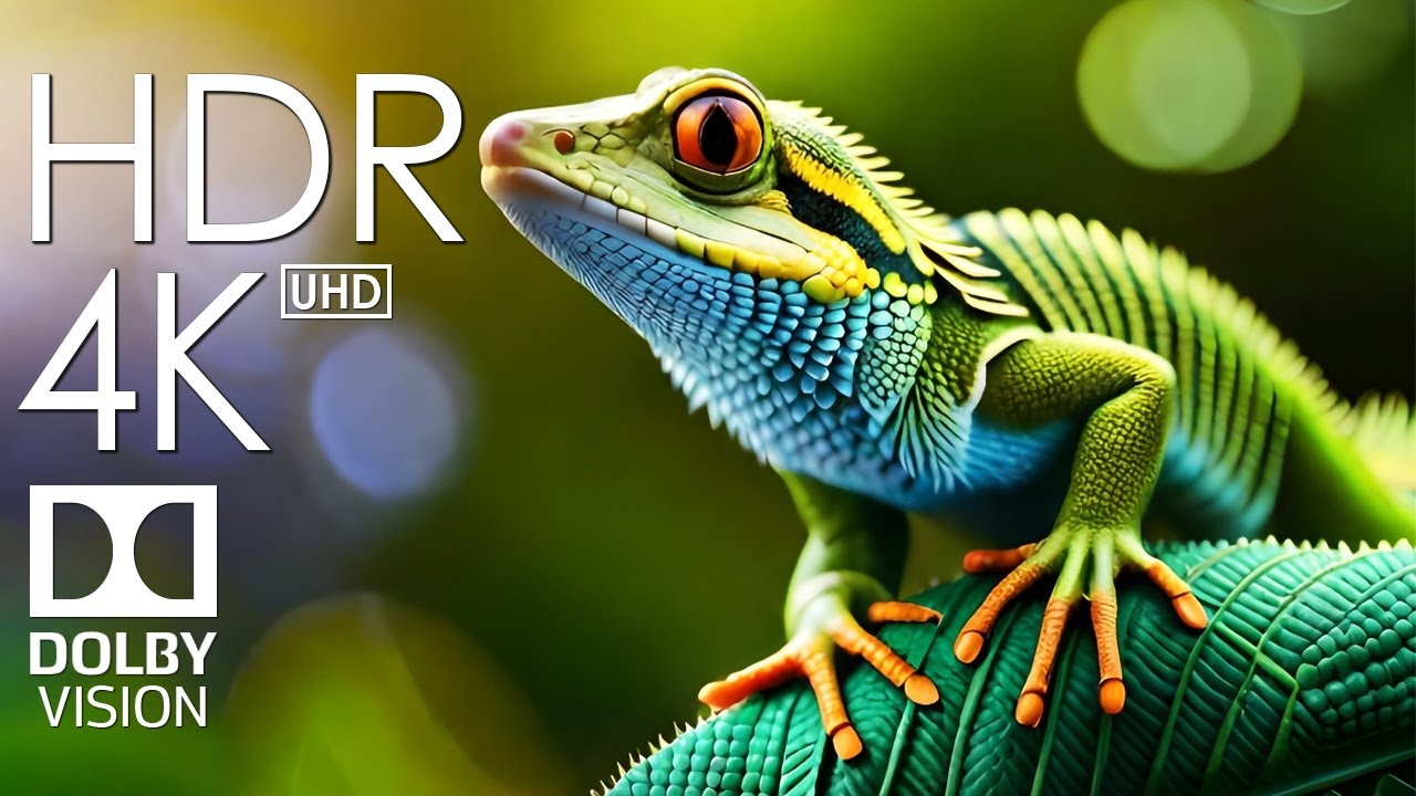 4k Hdr 60fps Dolby Vision With Relaxing Music Colorfully Dynamic 3