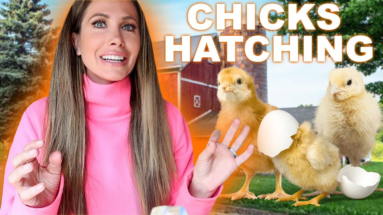 Watching Our Chicks Hatch Youtube