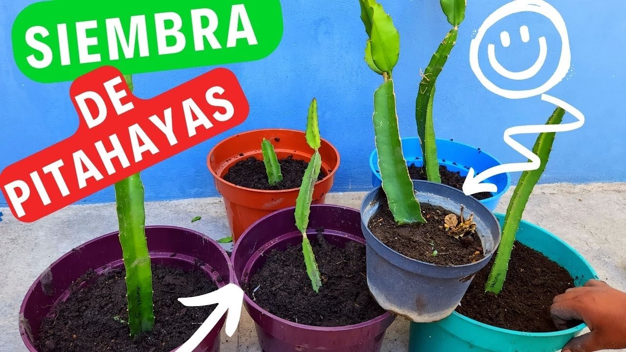 Como Sembrar Pitahayas En Maceta Cuando Plantar Pitahayas Youtube