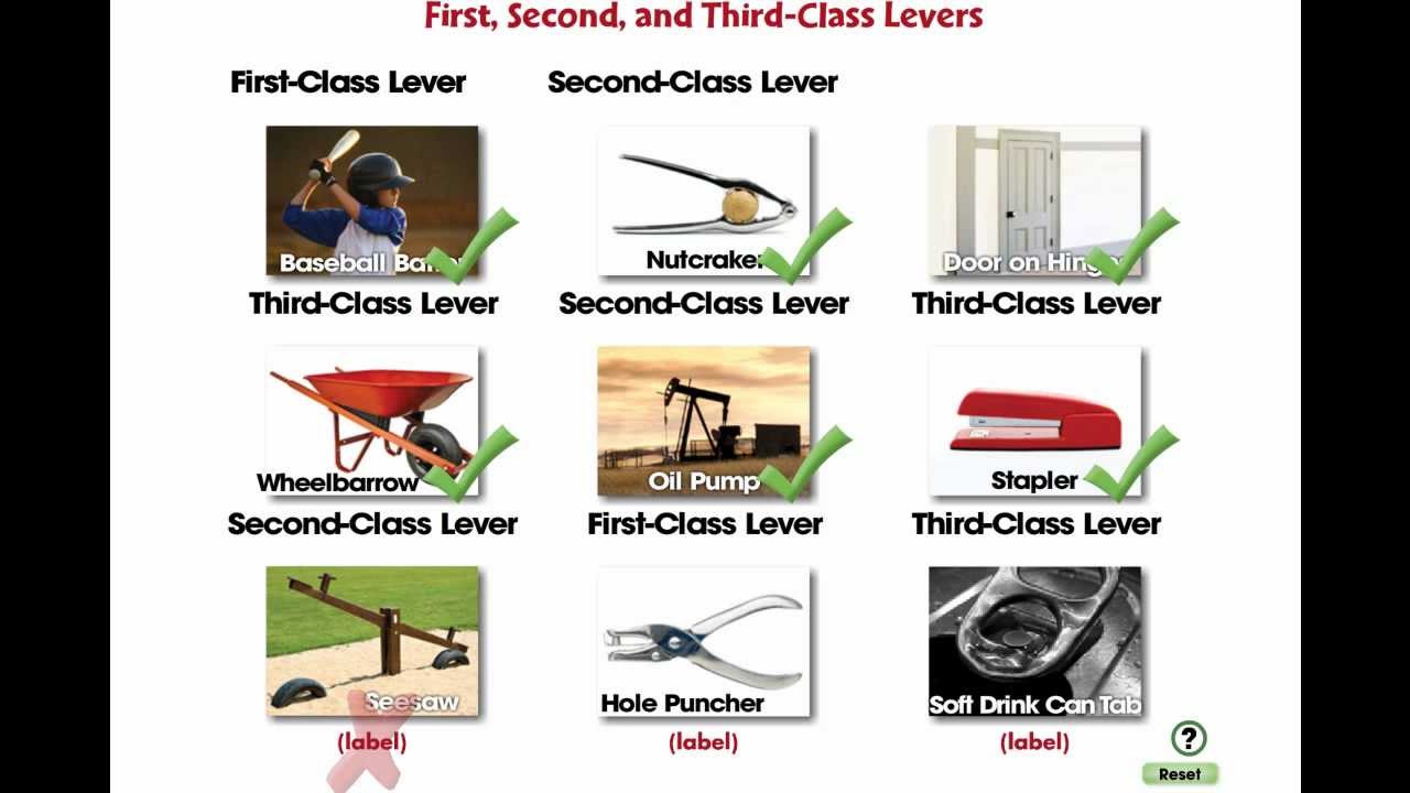 First Second And Third Class Levers In The Human Body