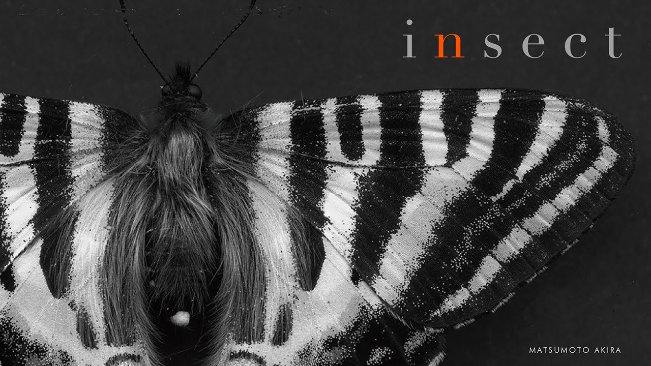 Insect Youtube