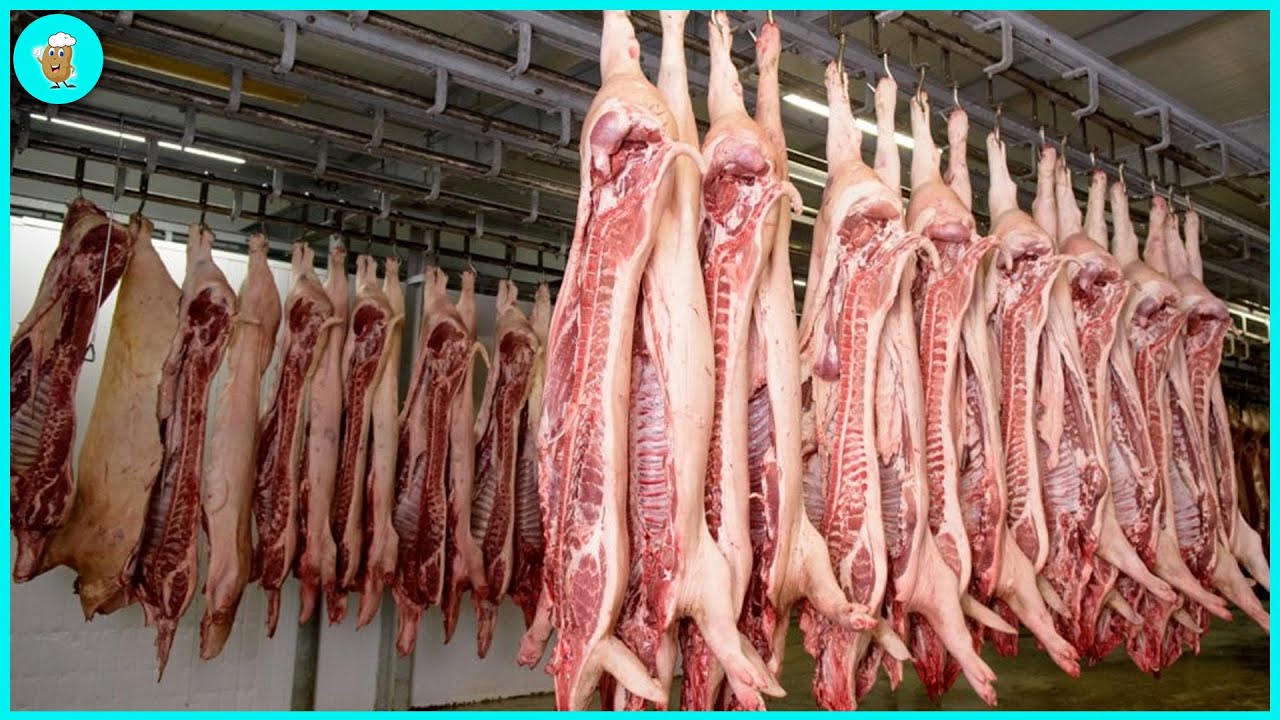 Amazing Pig Farm Fresh Pig Production Process Using Modern