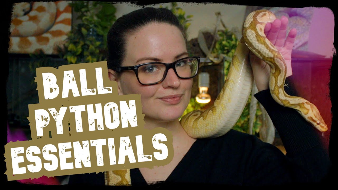 Ballpython Essentials Youtube