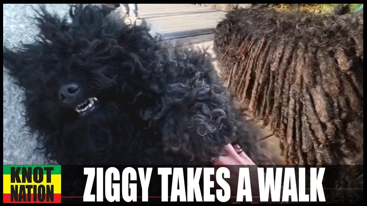 Ziggy The Puli In Tobermory Youtube