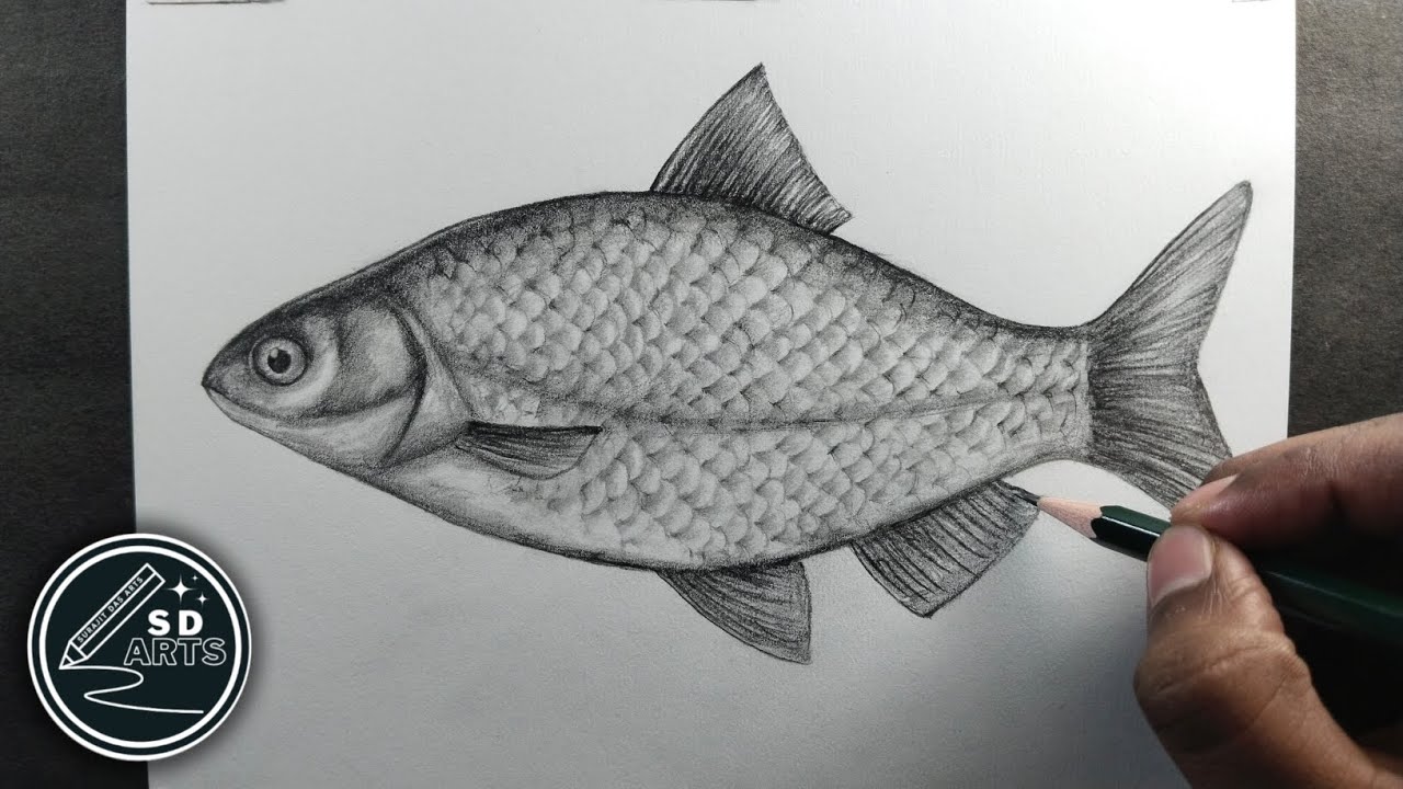 Fish Sketch