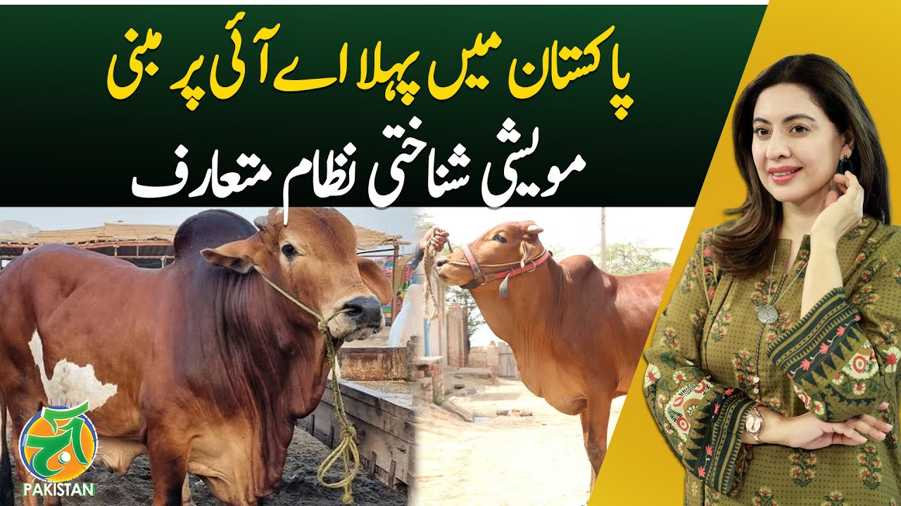 Pakistan Launches First Ai Based Livestock Identification System Aaj