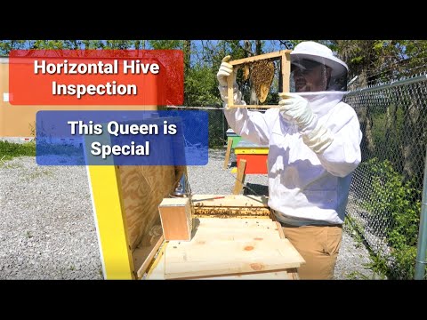 Horizontal Hive Inspection Long Langstroth Youtube