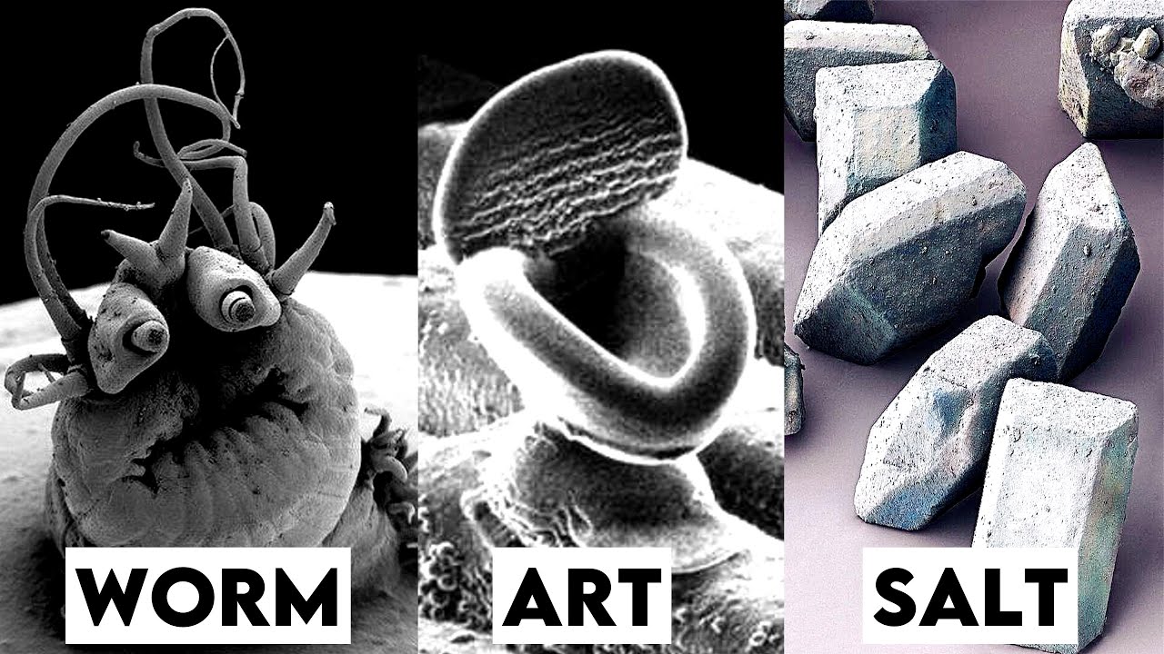 Pictures Under Electron Microscope What Does A Bee Look Like When It S