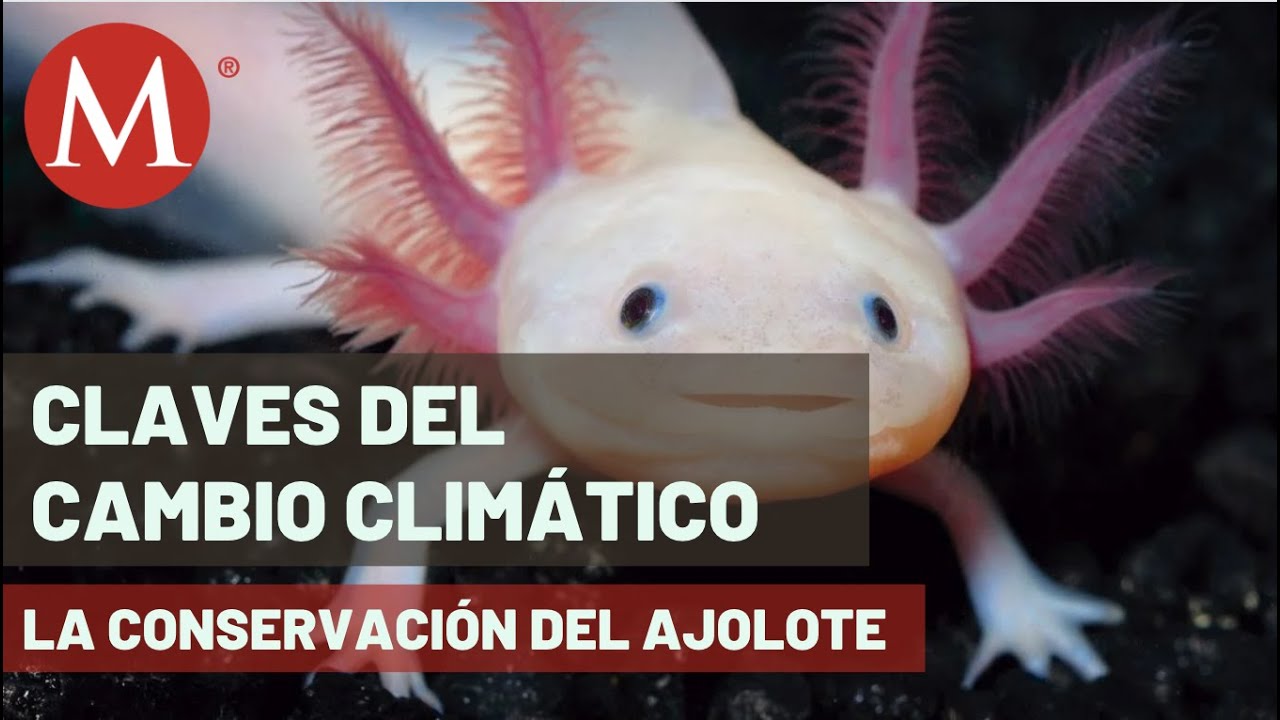 El Ajolote Mexicano Cómo Ayudar A Su Conservación Claves Del