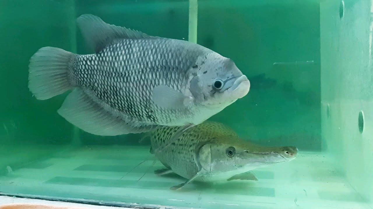 Monster Fish Aquarium Youtube